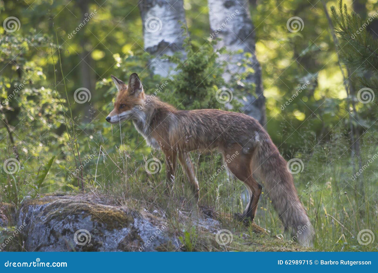 Red fox stock image. Image of animal, vulpus, nature - 62989715
