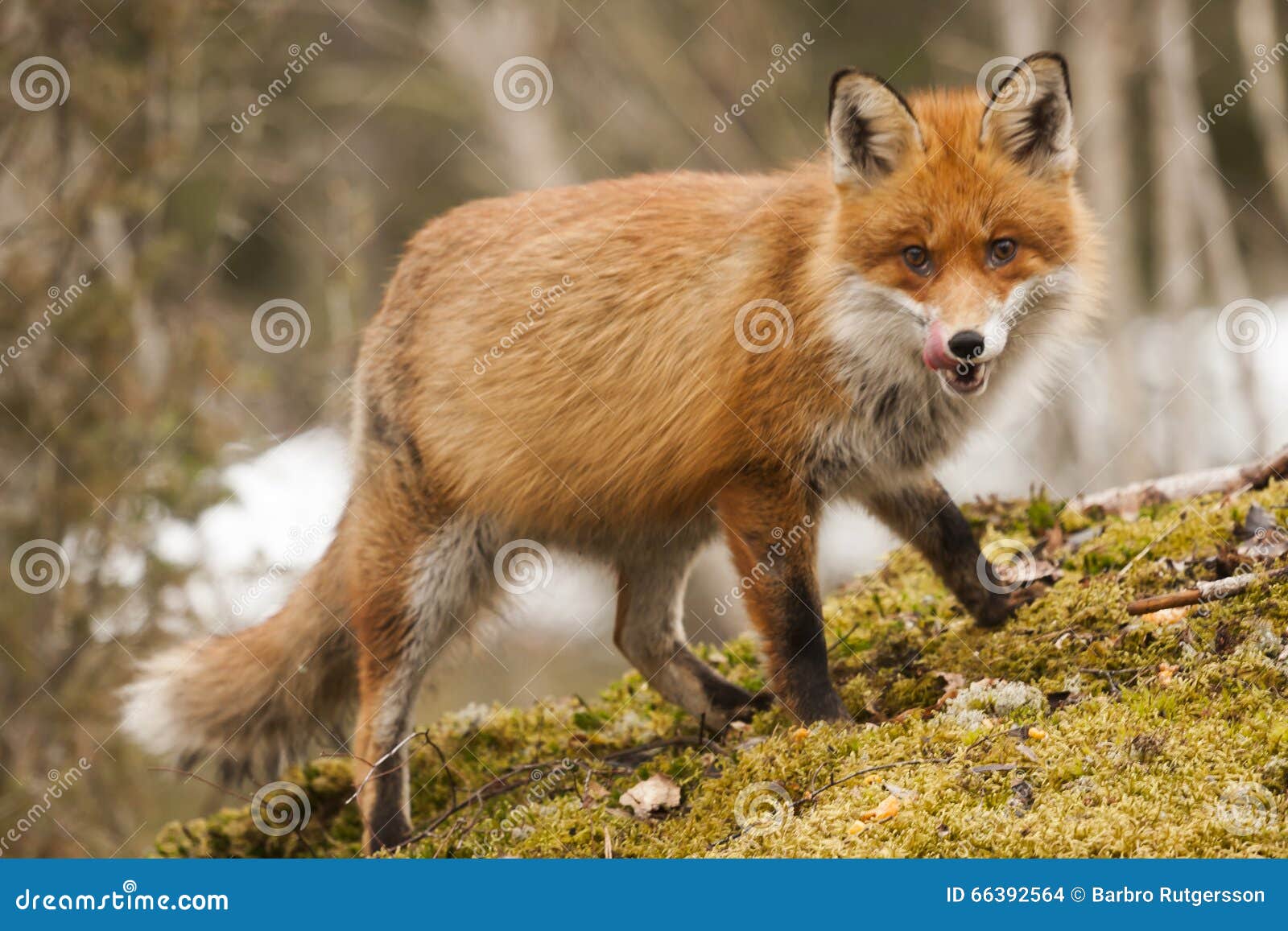 Red fox stock photo. Image of foxes, fluff, fluffy, furry - 66392564