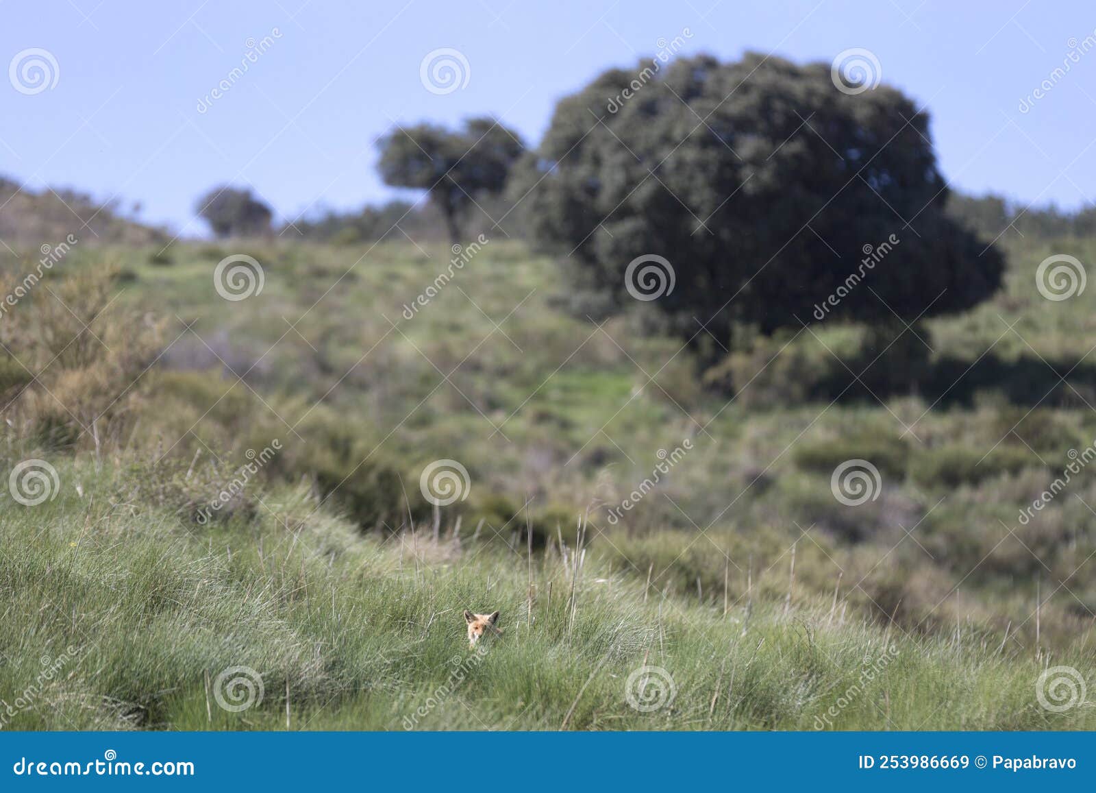 Red Fox and Evergreen Oak in Mediterranean Landscape Stock Image ...