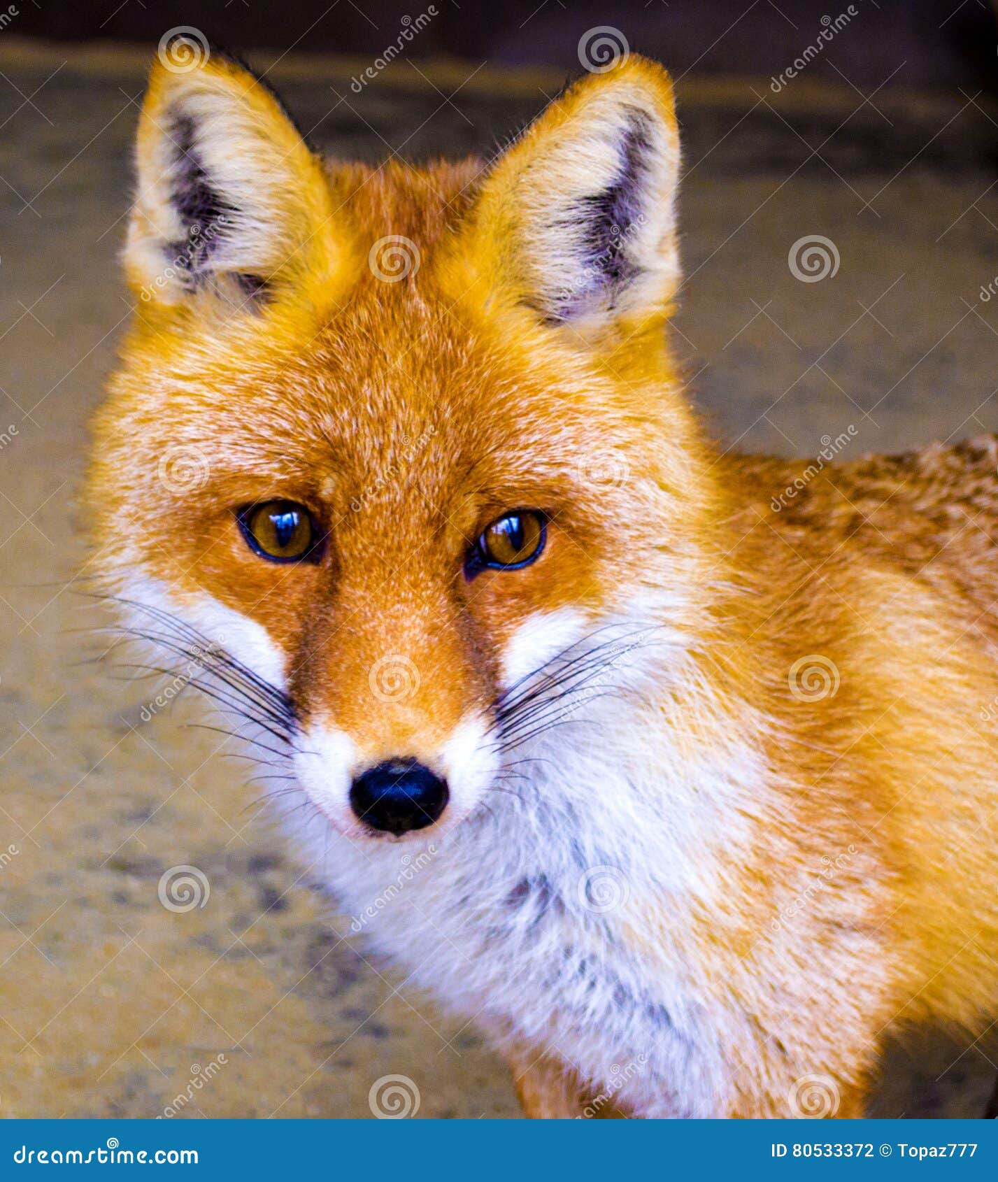 Red Fox stock photo. Image of nature, cold, canine, european - 80533372