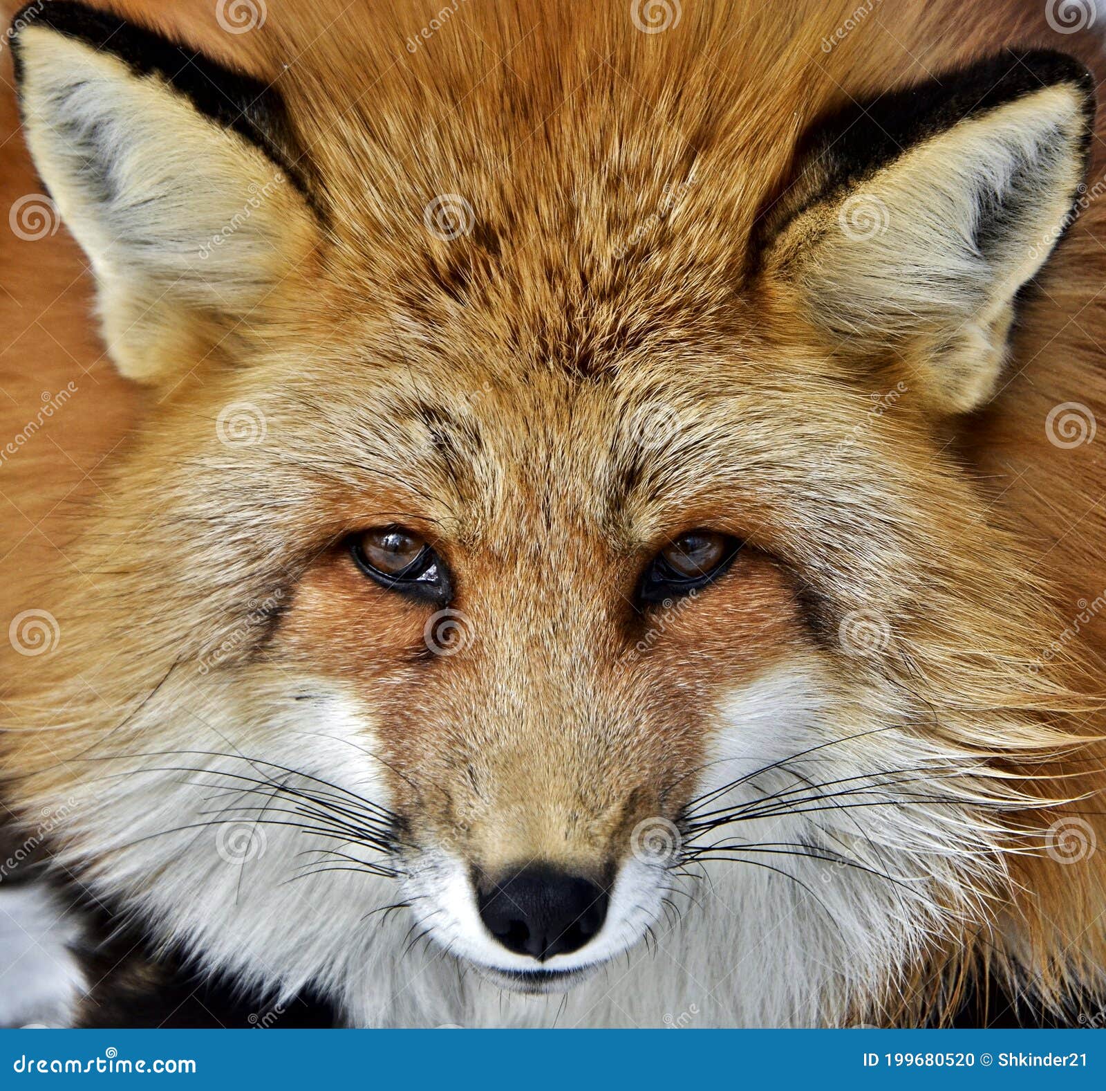 Red fox face close up stock photo. Image of camera, nature - 199680520