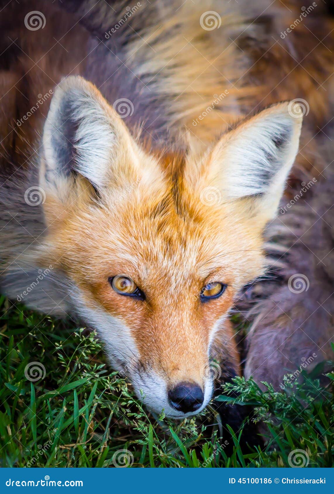 Red fox face Looking stock photo. Image of outdoors, face - 45100186