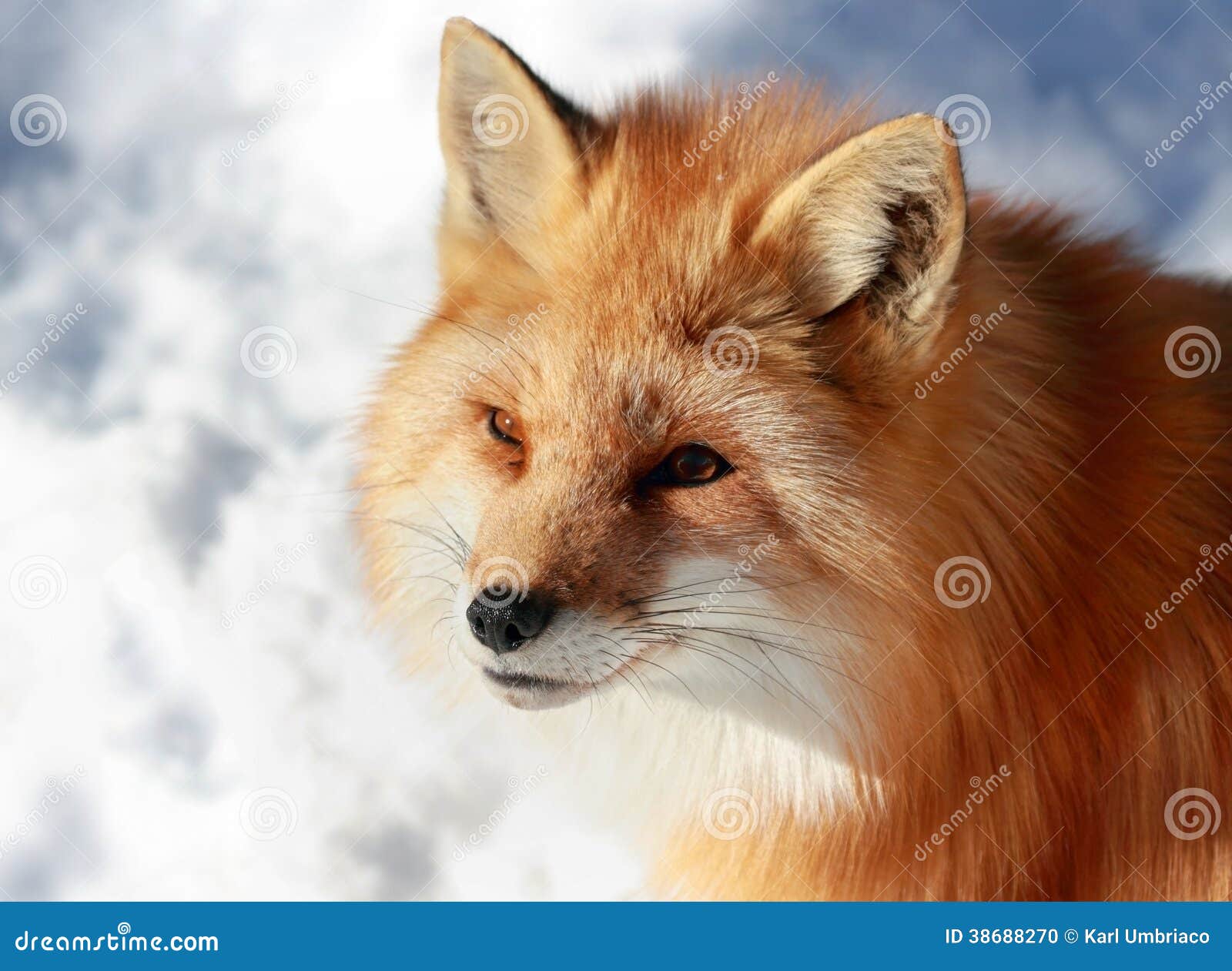 Red fox face stock photo. Image of winter, mammal, nature - 38688270