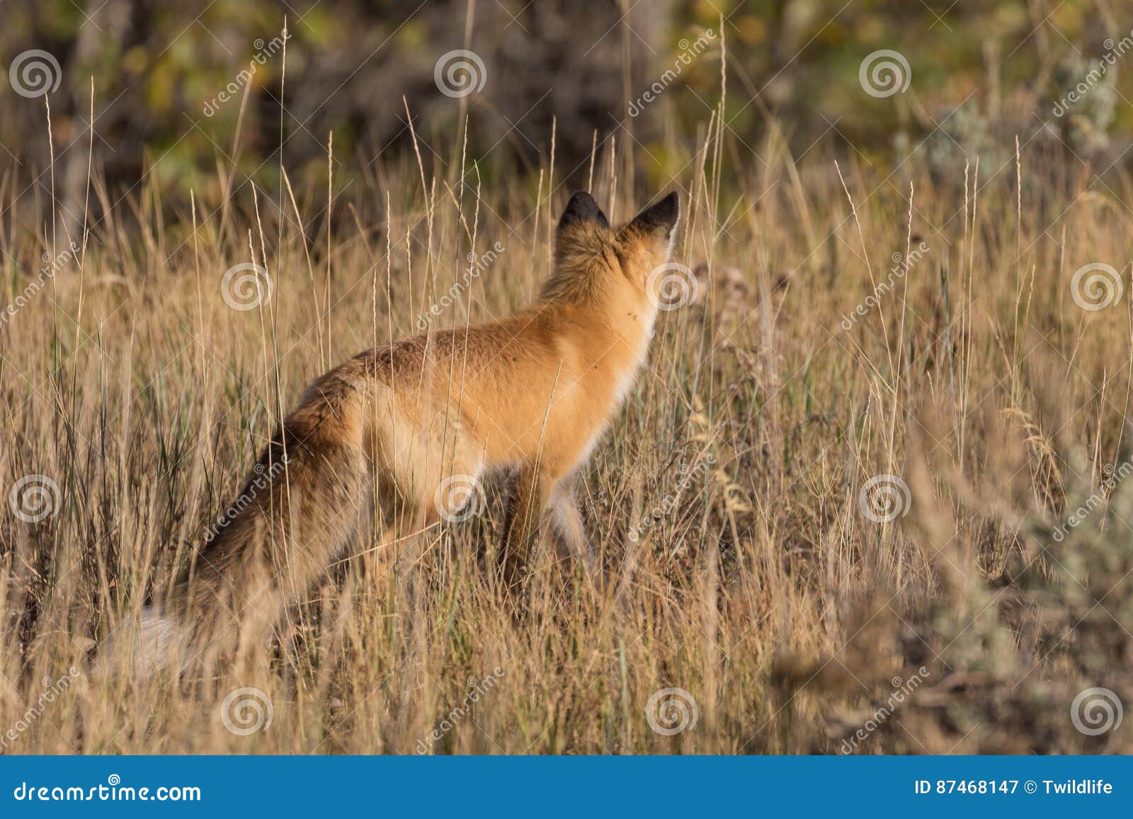Red Fox in Fall stock image. Image of canine, fall, wild - 87468147