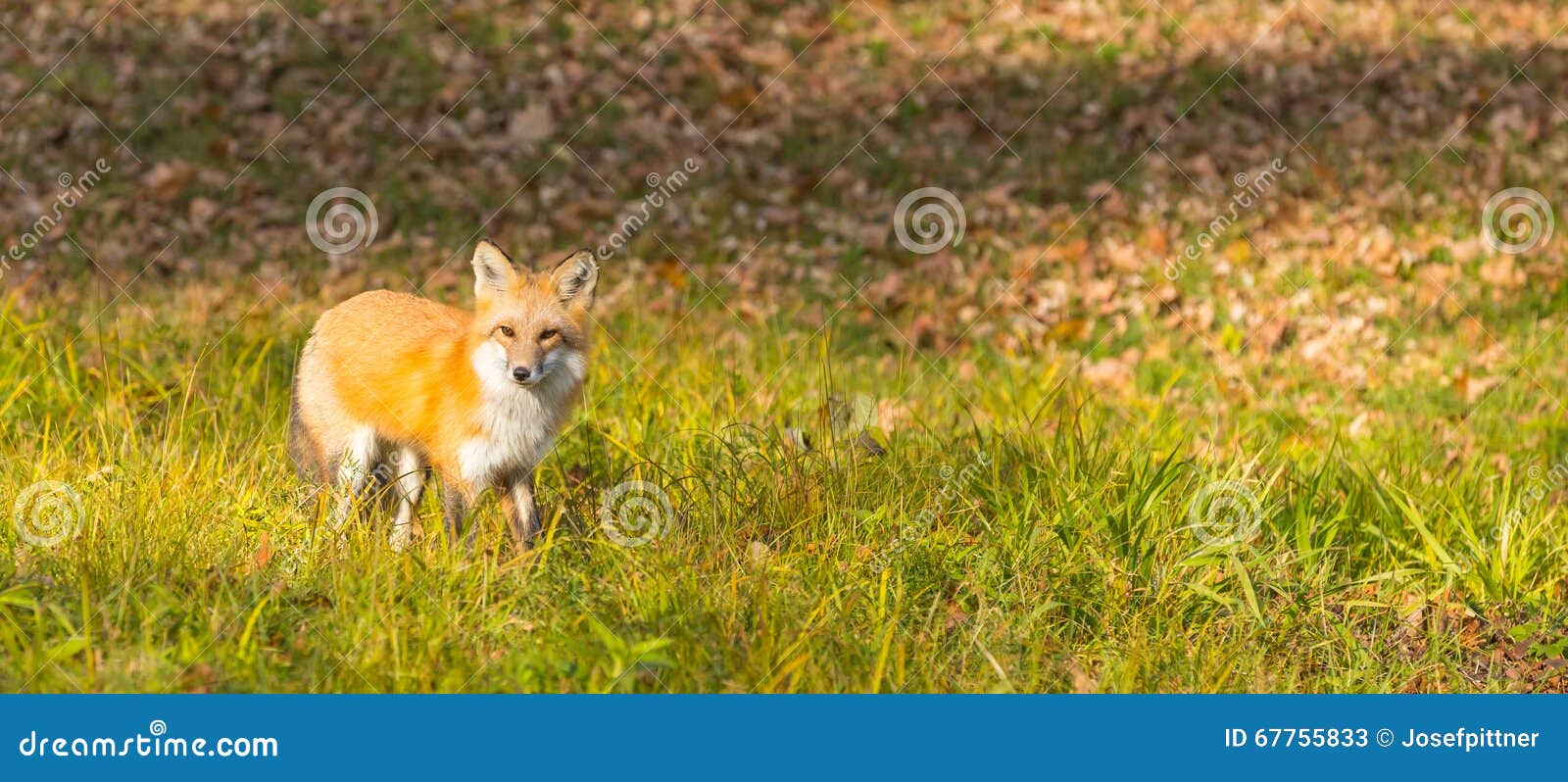 Red Fox in the fall stock image. Image of animal, finland - 67755833