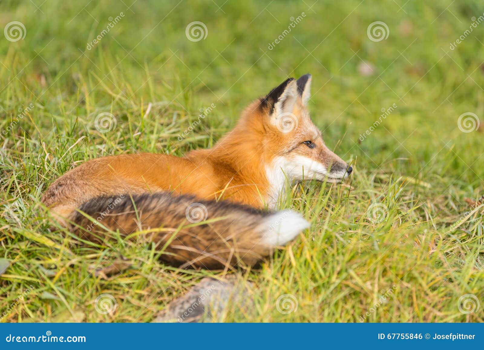 Red Fox in the fall stock photo. Image of white, creature - 67755846