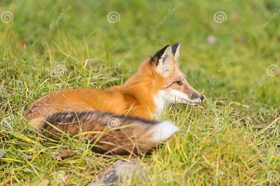 Red Fox in the fall stock photo. Image of white, creature - 67755846