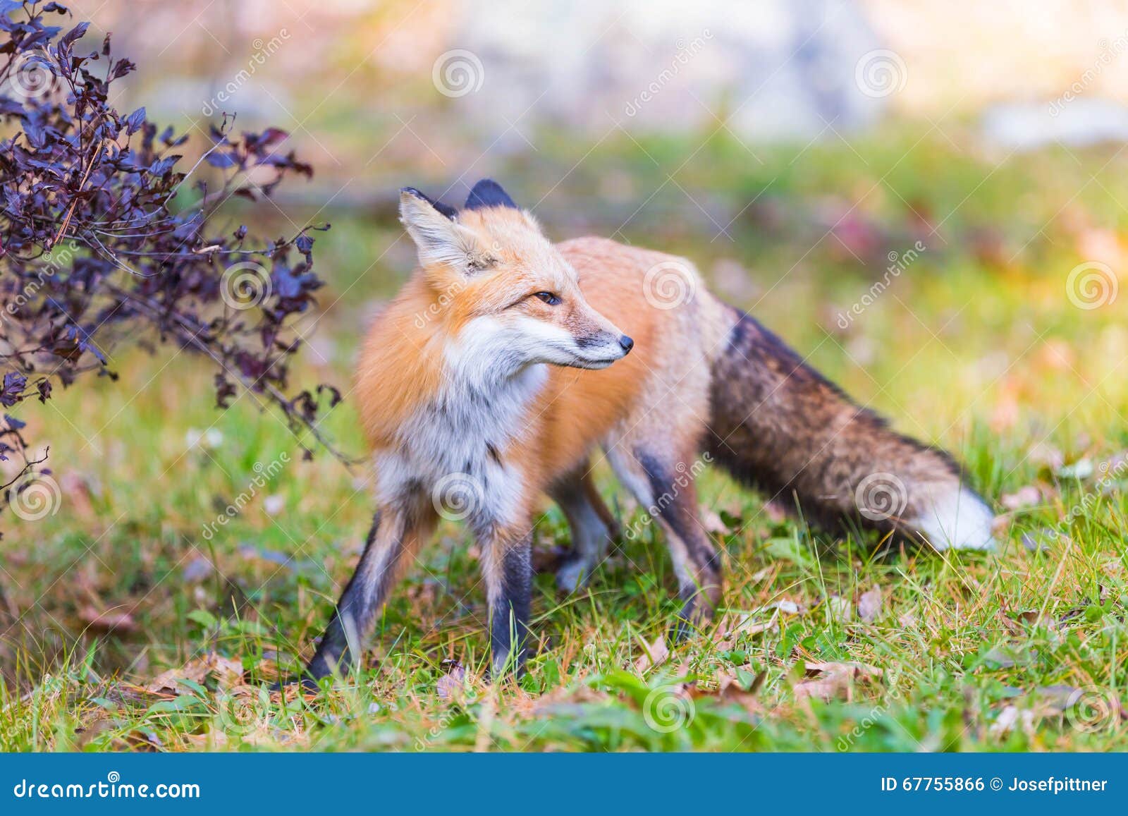 Red Fox in the fall stock photo. Image of painting, snow - 67755866