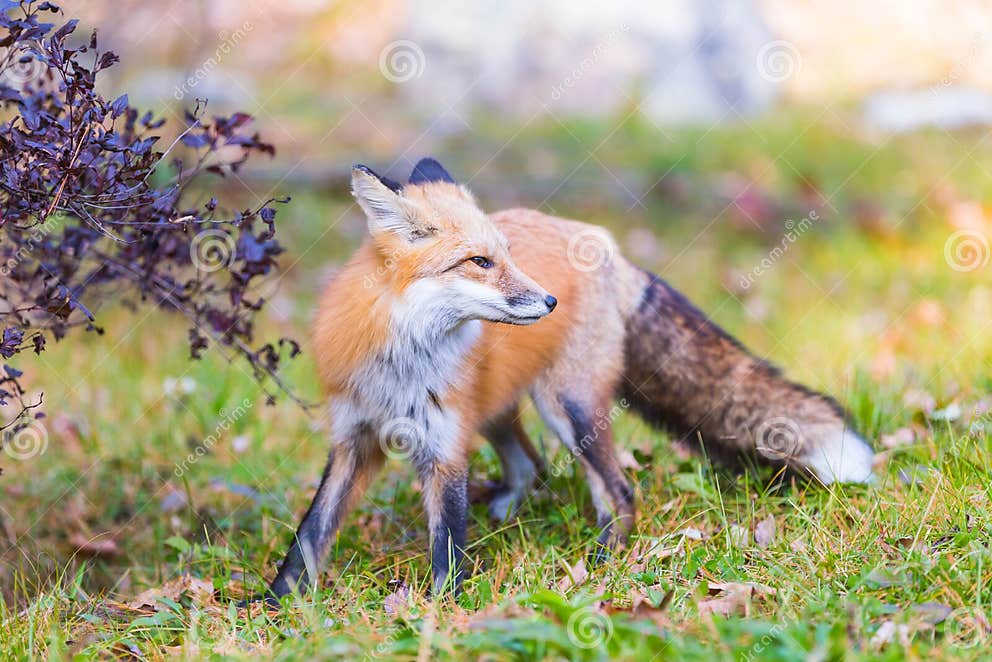 Red Fox in the fall stock photo. Image of painting, snow - 67755866