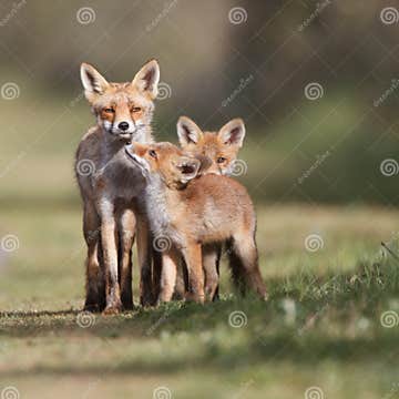 Red fox family stock image. Image of hunting, foxes, wildlife - 19715239