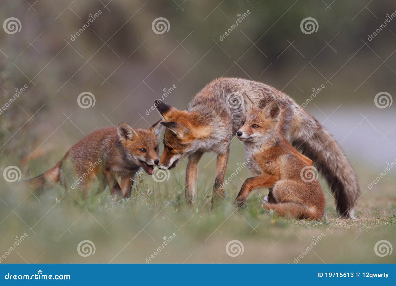 Red fox family stock image. Image of mammals, predator - 19715613