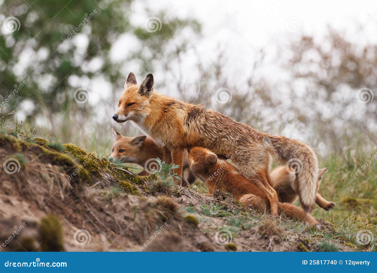 Red fox family stock photo. Image of spring, wildlife - 25817740