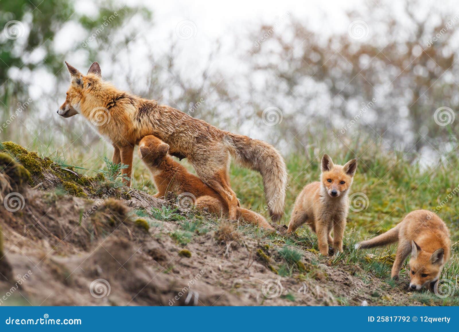 Red fox family stock photo. Image of mother, predator - 25817792