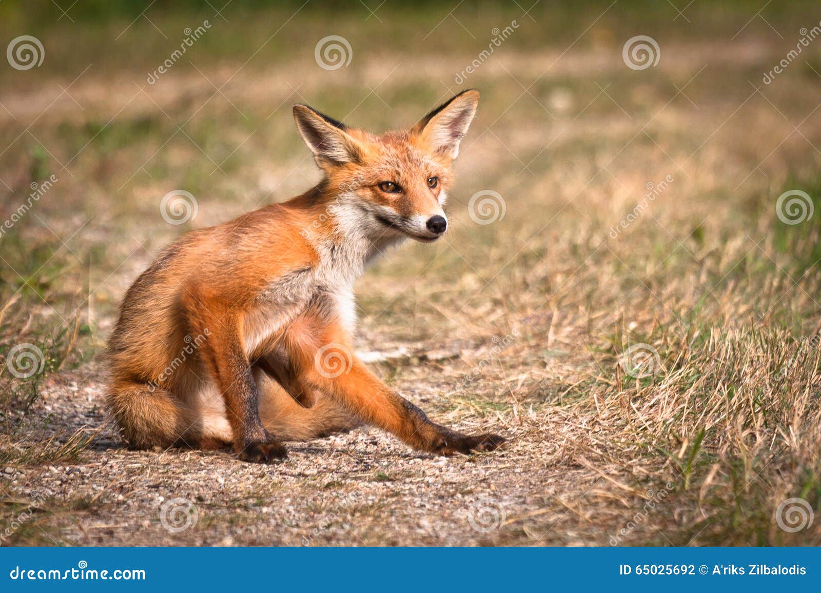Red fox stock photo. Image of orange, people, looking - 65025692