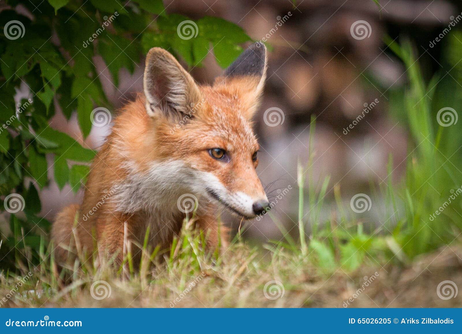 Red fox stock image. Image of hunting, nature, cunning - 65026205