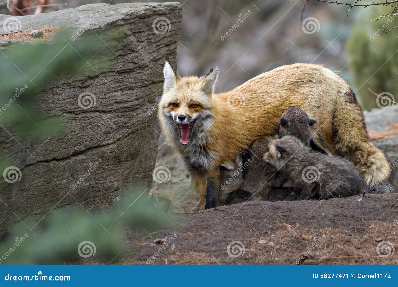 Red Fox stock image. Image of large, ears, babies, feeding - 58277471