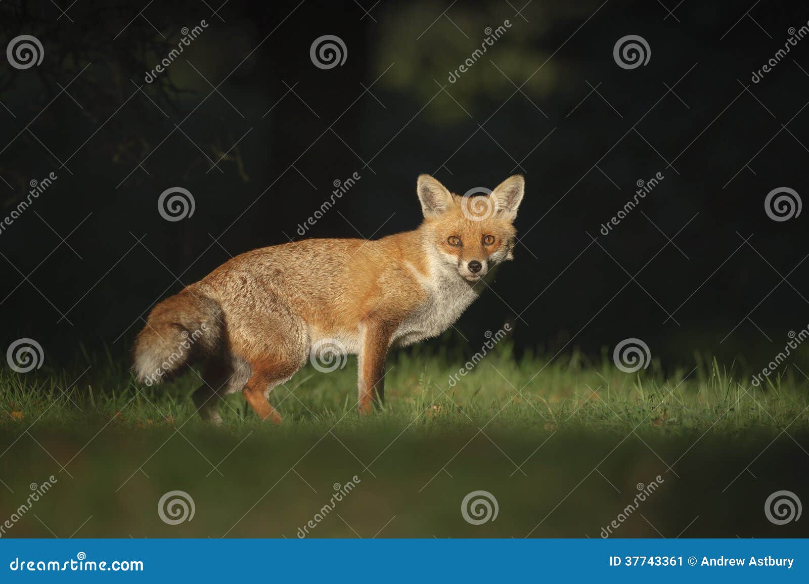 Red Fox stock image. Image of hunter, mammal, urban, canine - 37743361