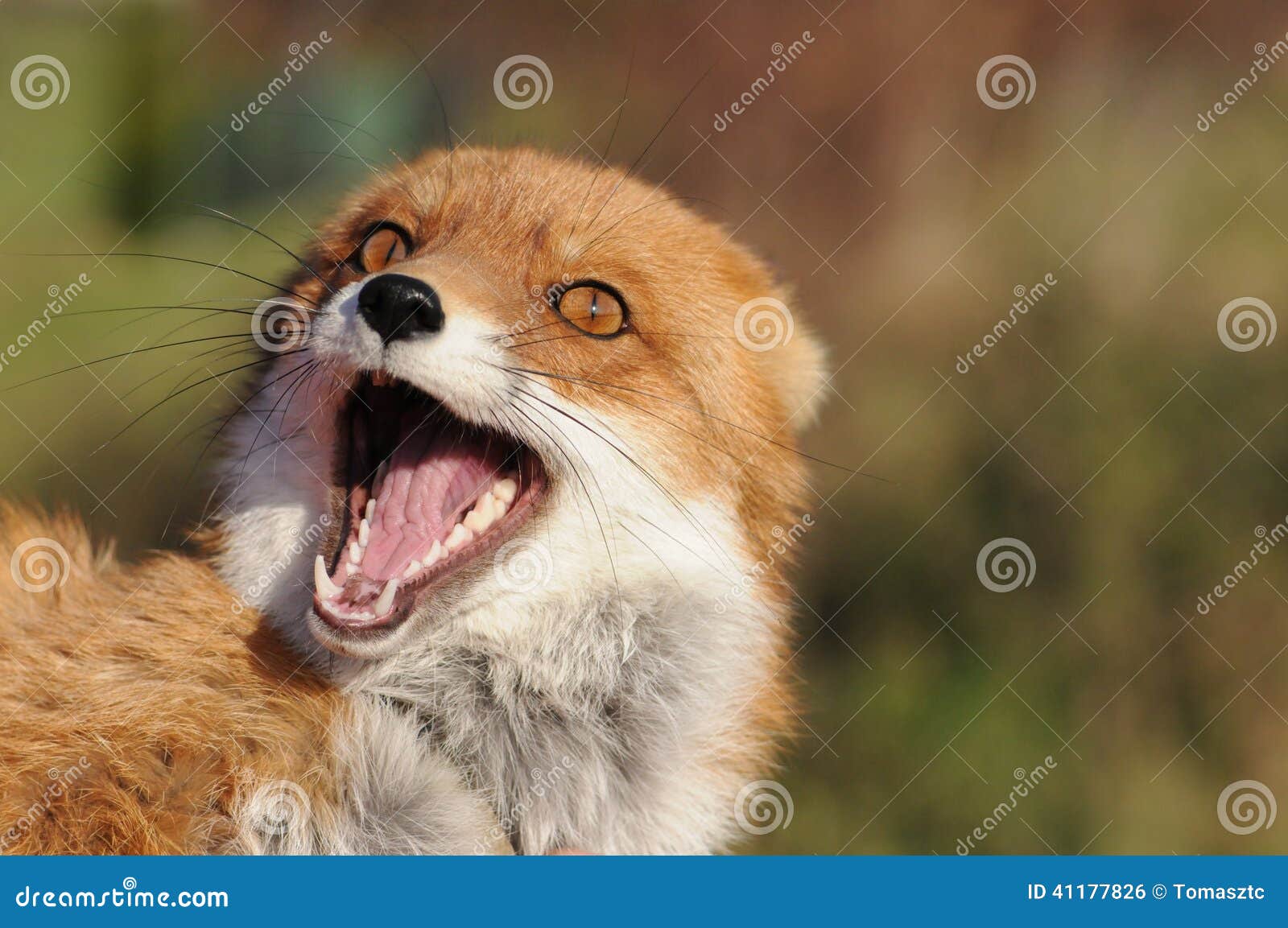 Red Fox Female (Vulpes Vulpes) Stock Photo - Image of teeth, vulpes ...
