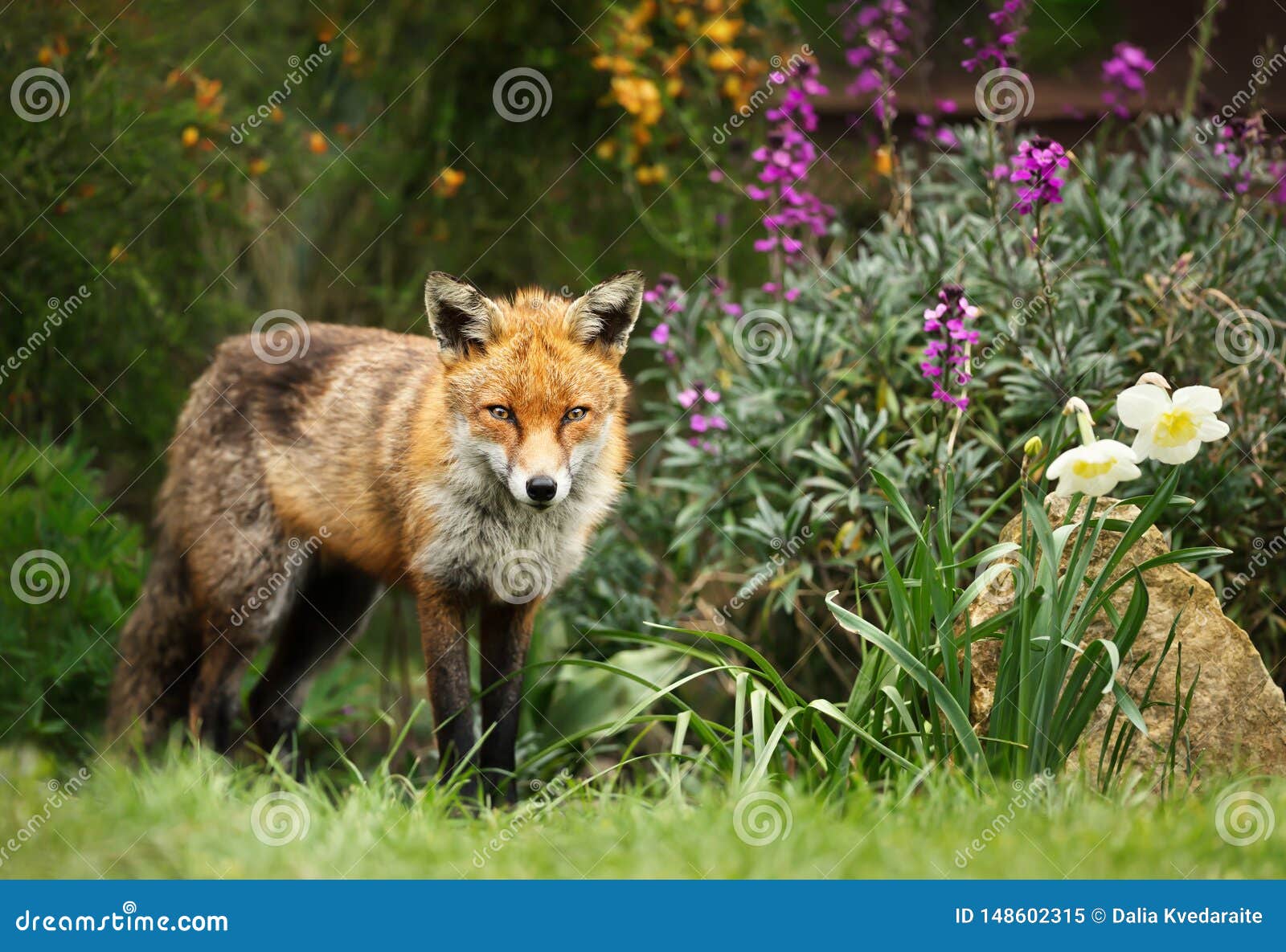 Red Fox in the Field with Flowers Stock Image - Image of green ...