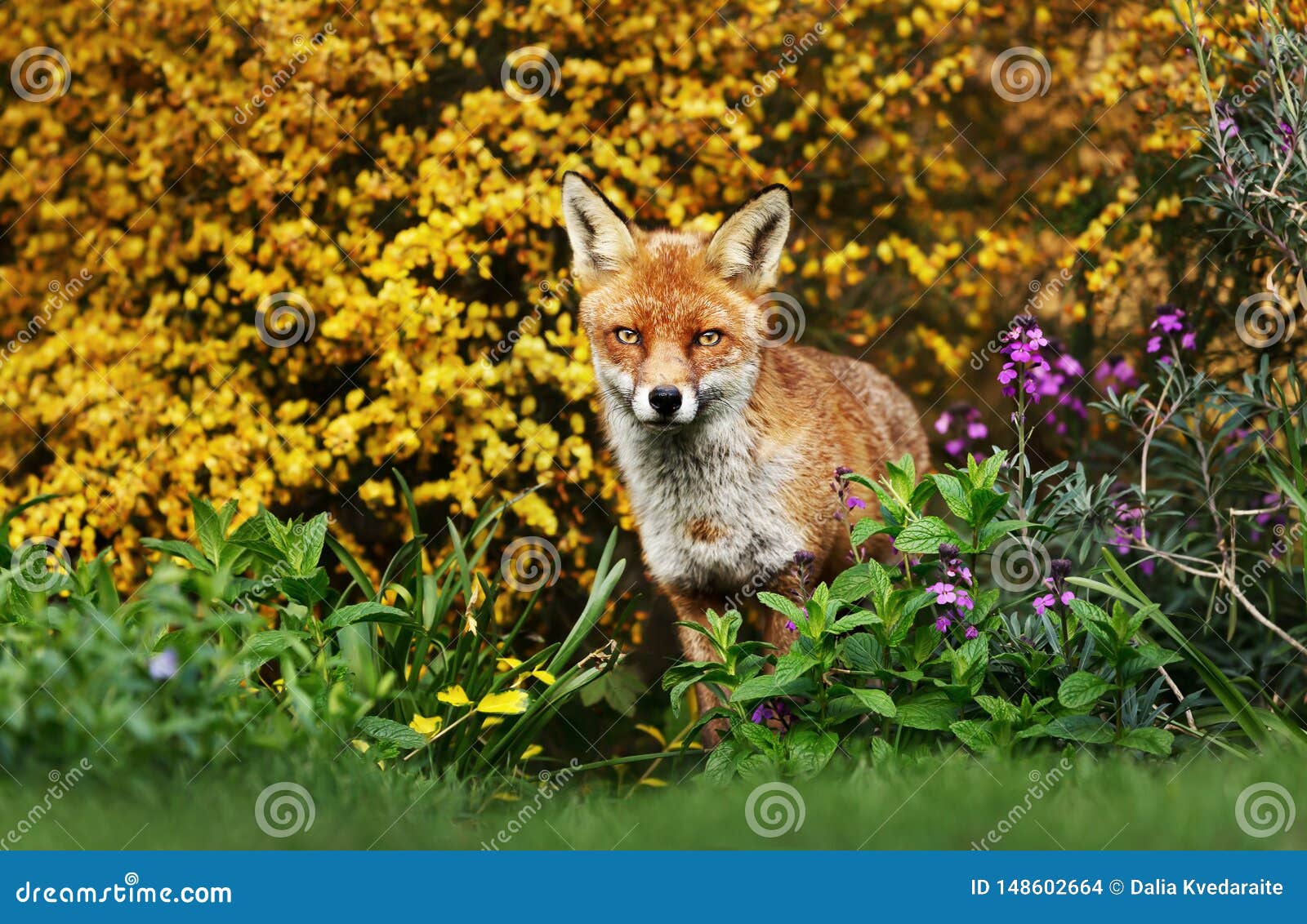 Red Fox in the Field with Flowers Stock Photo - Image of adult ...