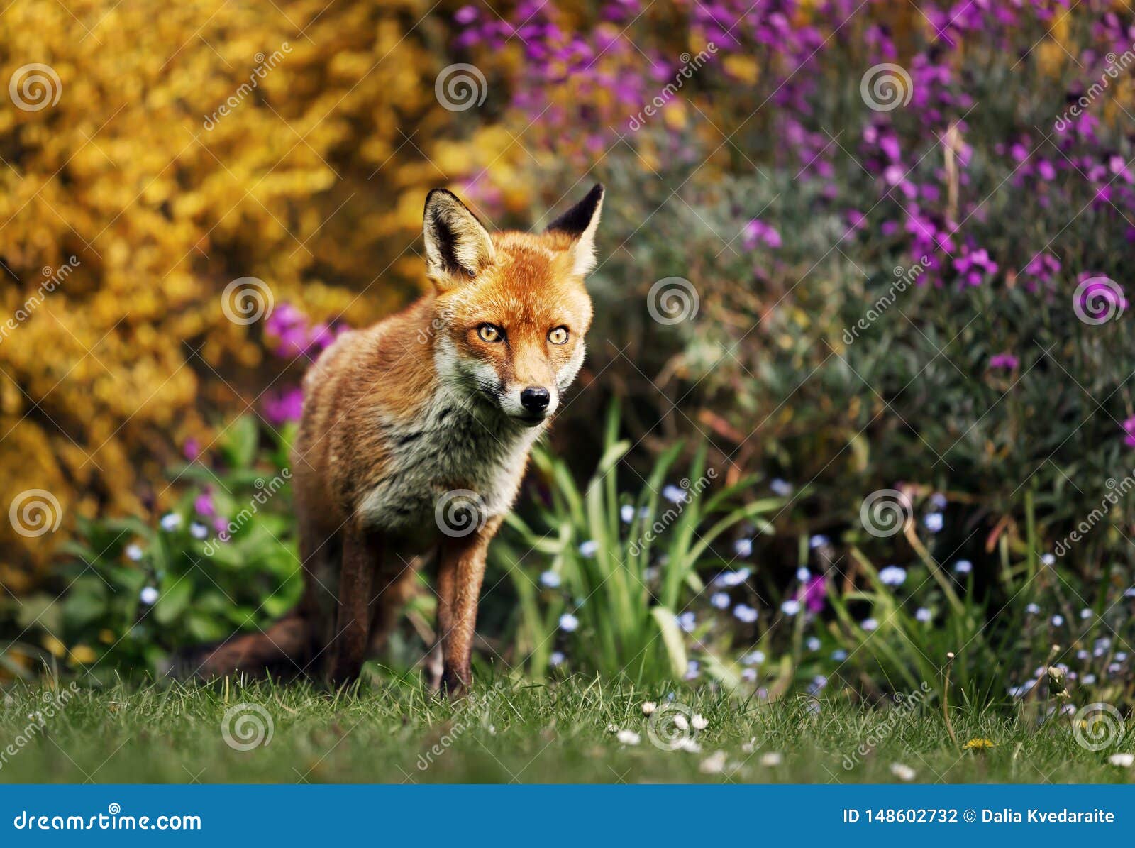 Red Fox in the Field with Flowers Stock Photo - Image of cute, meadow ...