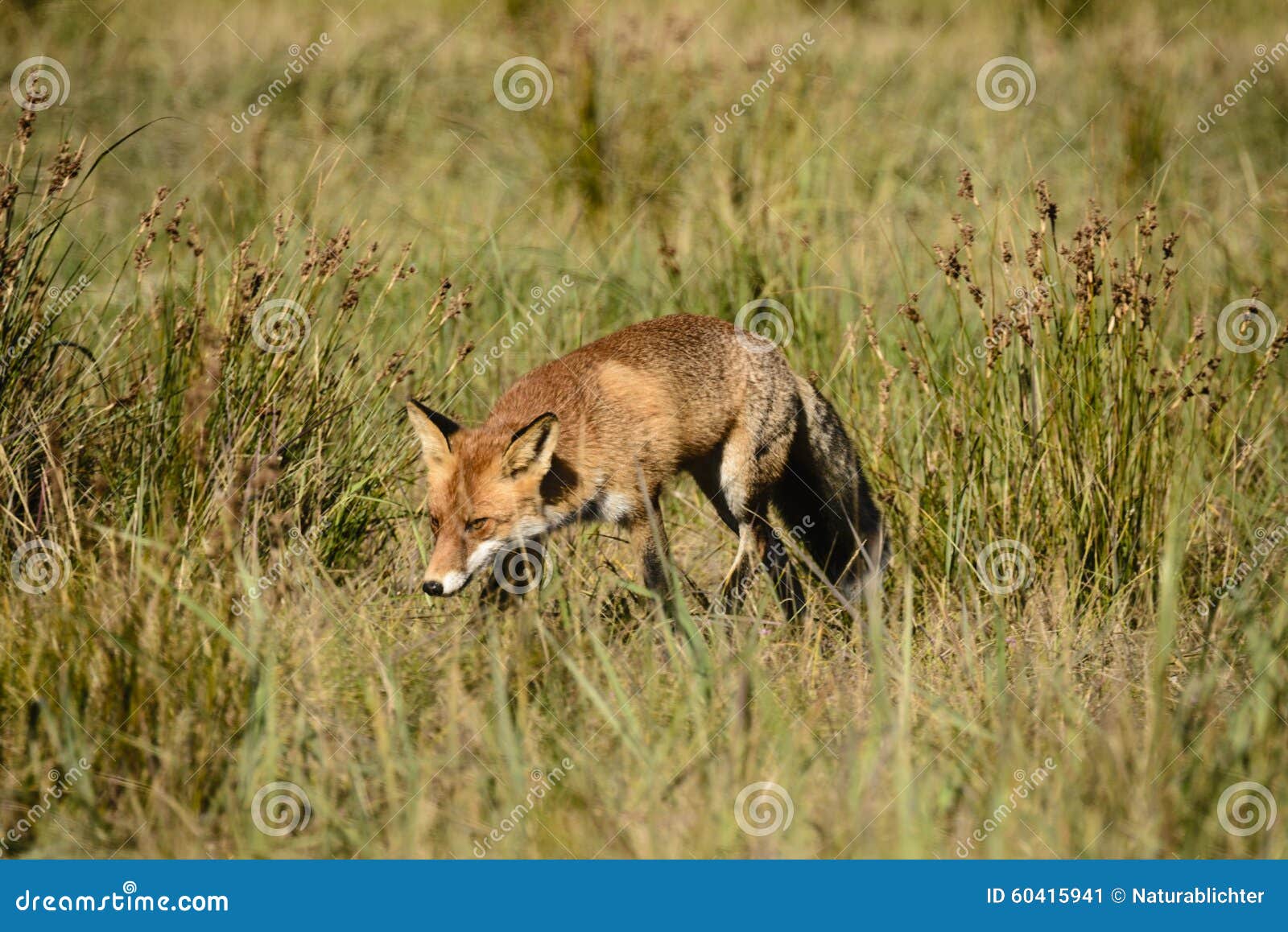 Red fox in field stock image. Image of meadow, hunt, tracking - 60415941