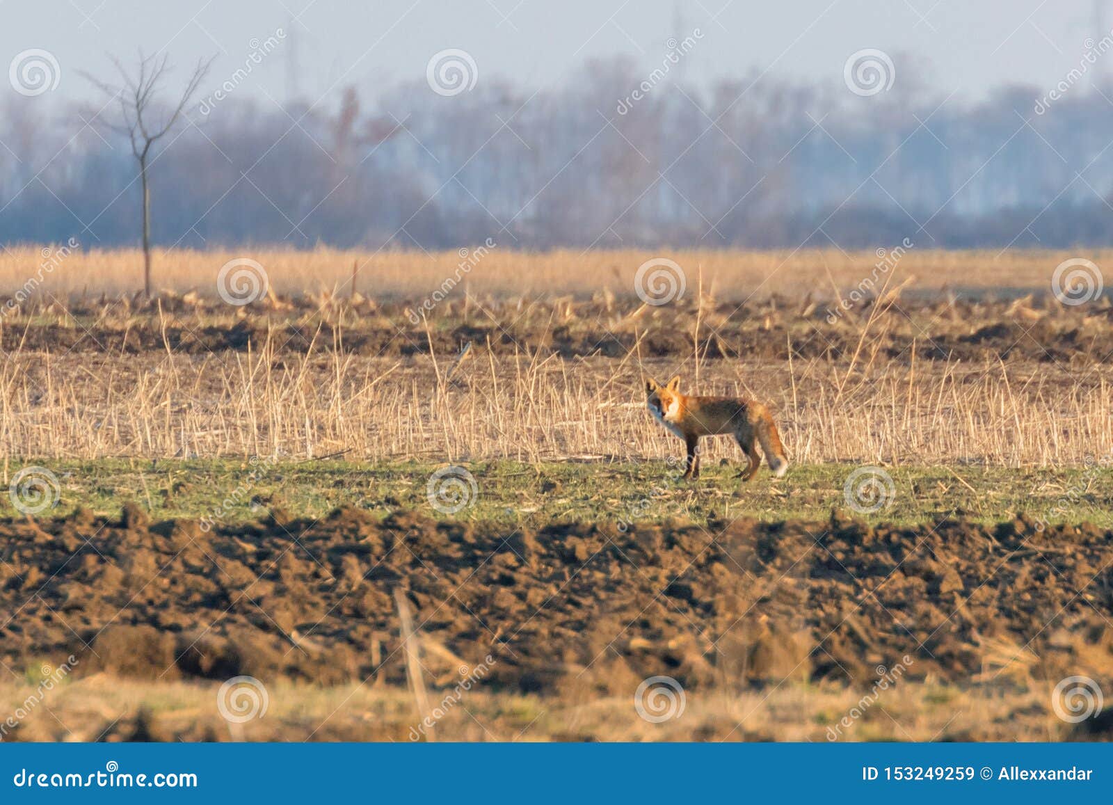 Red Fox in Field, Spring Morning Vulpes Vulpes Stock Image - Image of ...