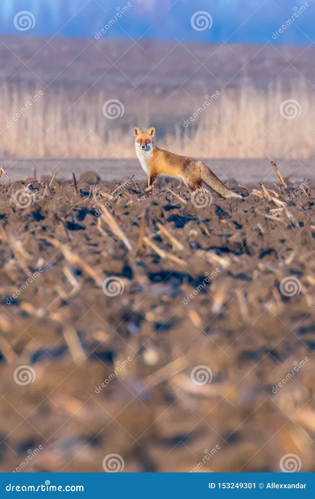 Red Fox in Field, Spring Morning Vulpes Vulpes Stock Image - Image of ...