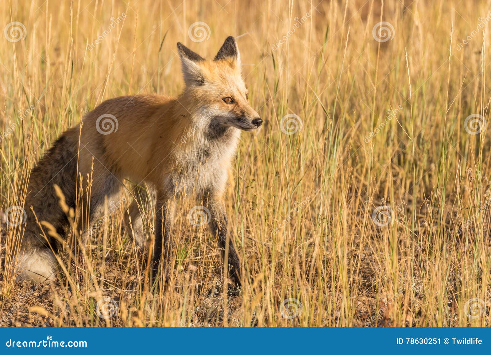 Red Fox in Field stock image. Image of predator, outdoors - 78630251
