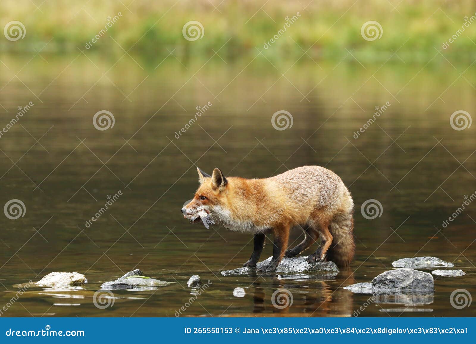 Red Fox in River Eating Little Fish - Vulpes Vulpes Stock Image - Image ...