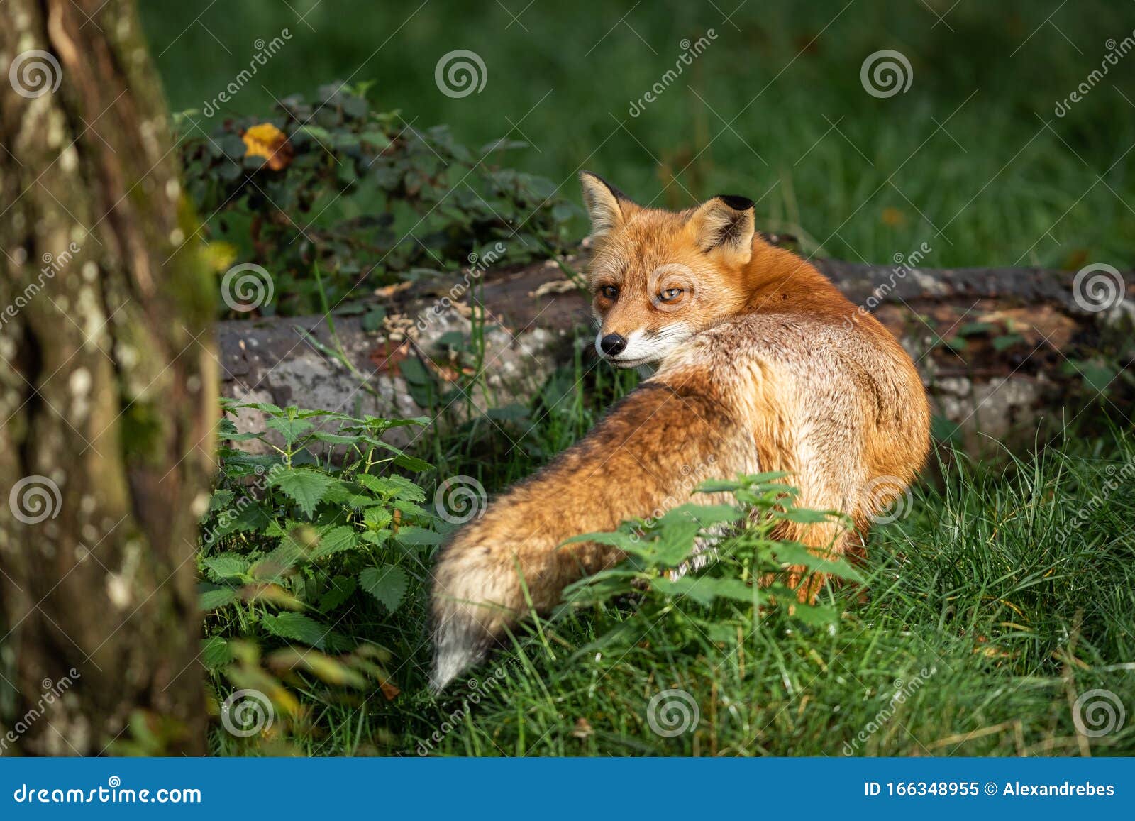 Red fox in the forest stock image. Image of portrait - 166348955