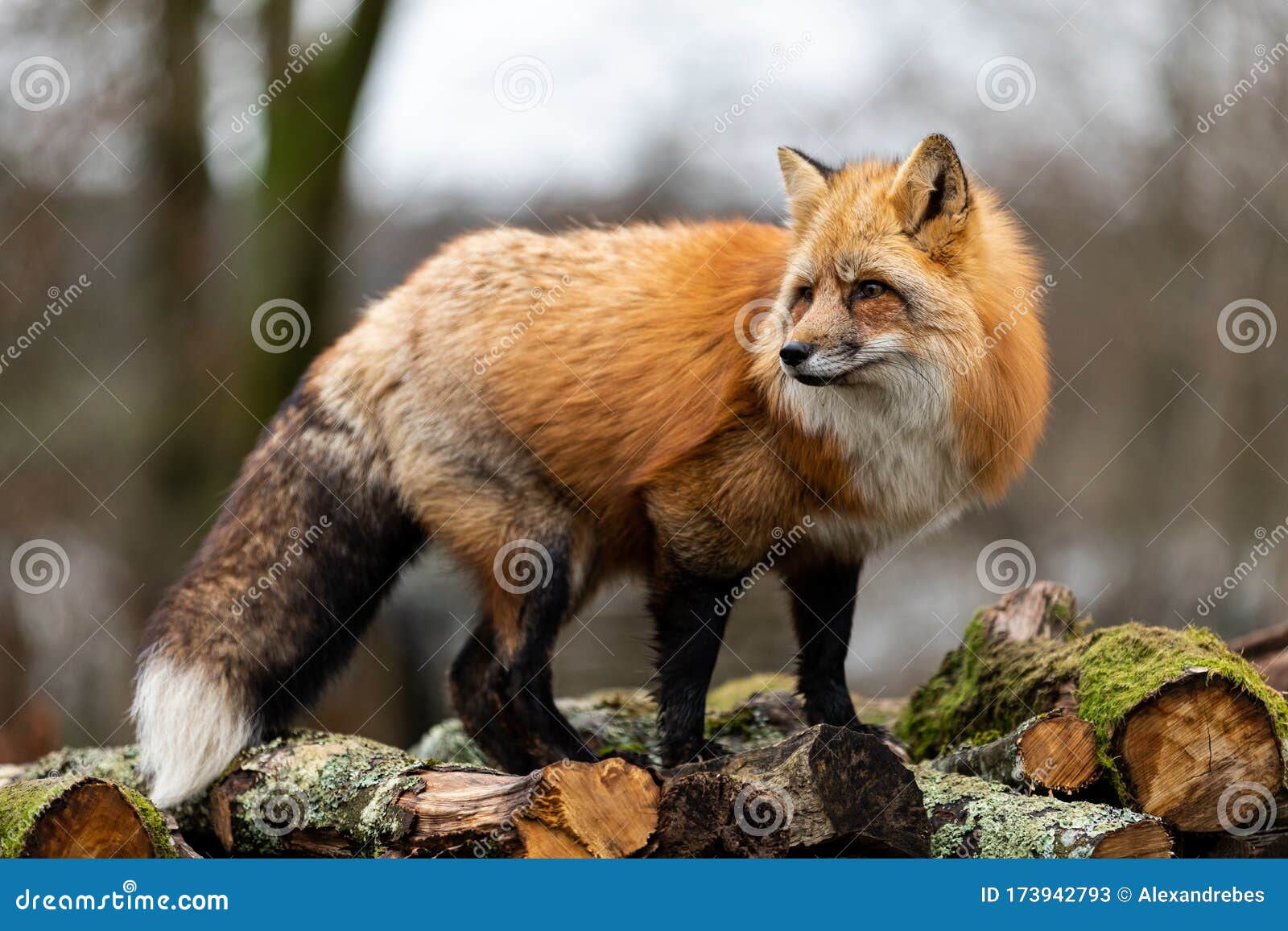 Red fox in the forest stock image. Image of look, face - 173942793