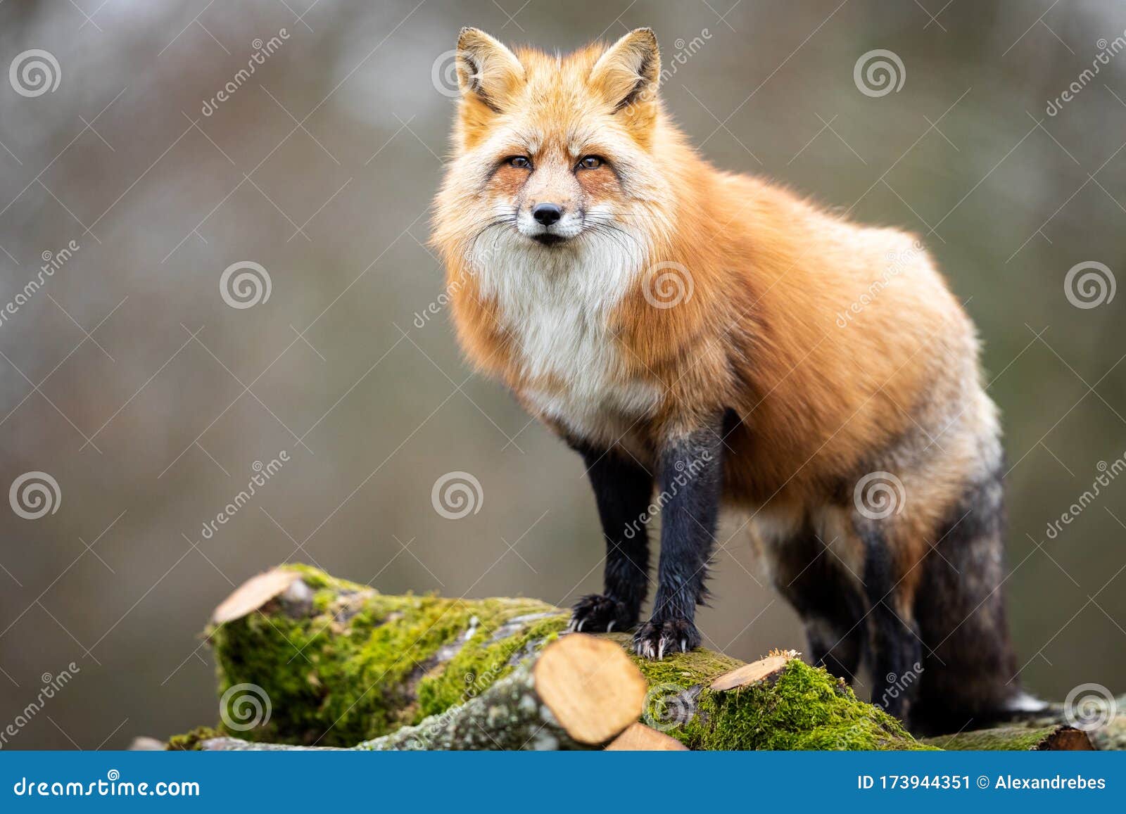 Red fox in the forest stock image. Image of hunt, portrait - 173944351