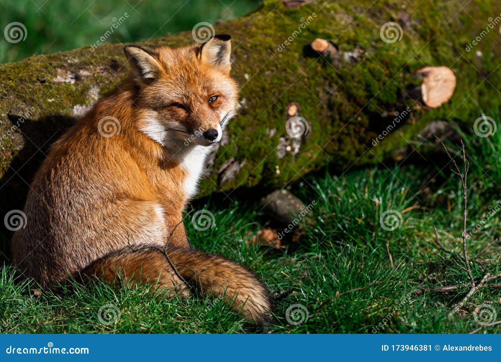 Red fox in the forest stock image. Image of family, cold - 173946381