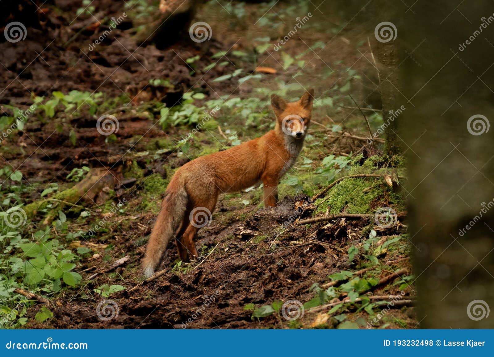 Red fox in the forest stock photo. Image of reflection - 193232498