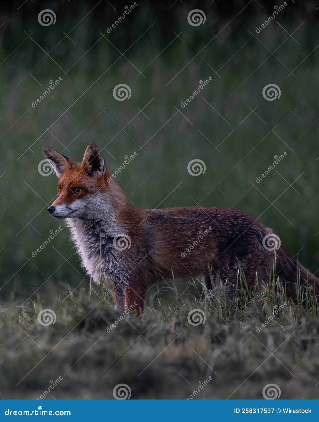 Red fox in a forest. stock image. Image of animal, wild - 258317537