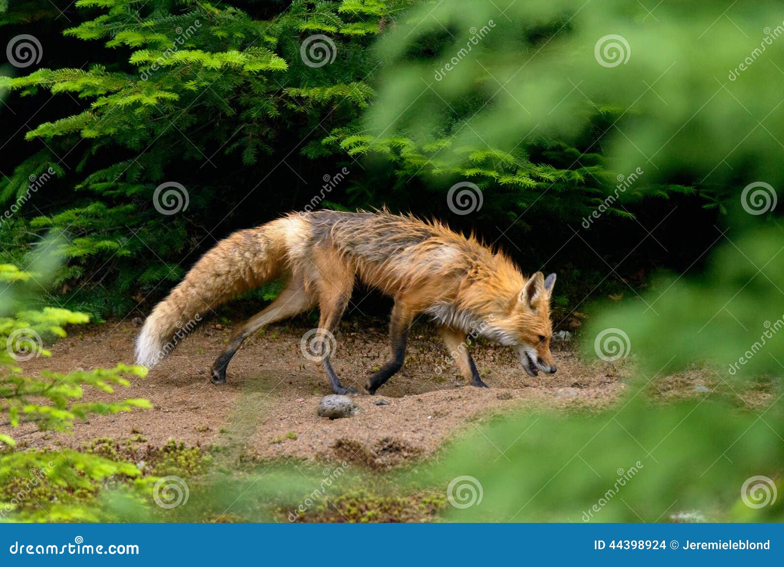 Red fox in the forest stock photo. Image of canada, wildlife - 44398924