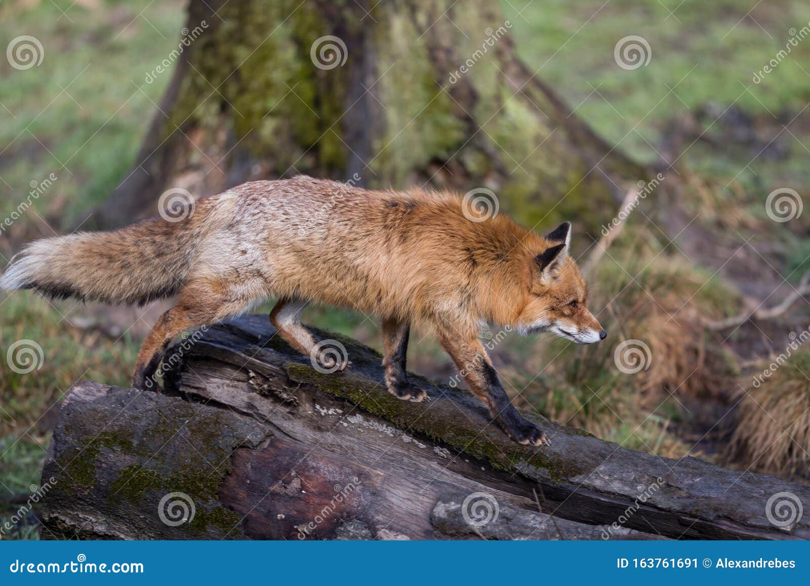 Red fox in the forest stock image. Image of beautiful - 163761691