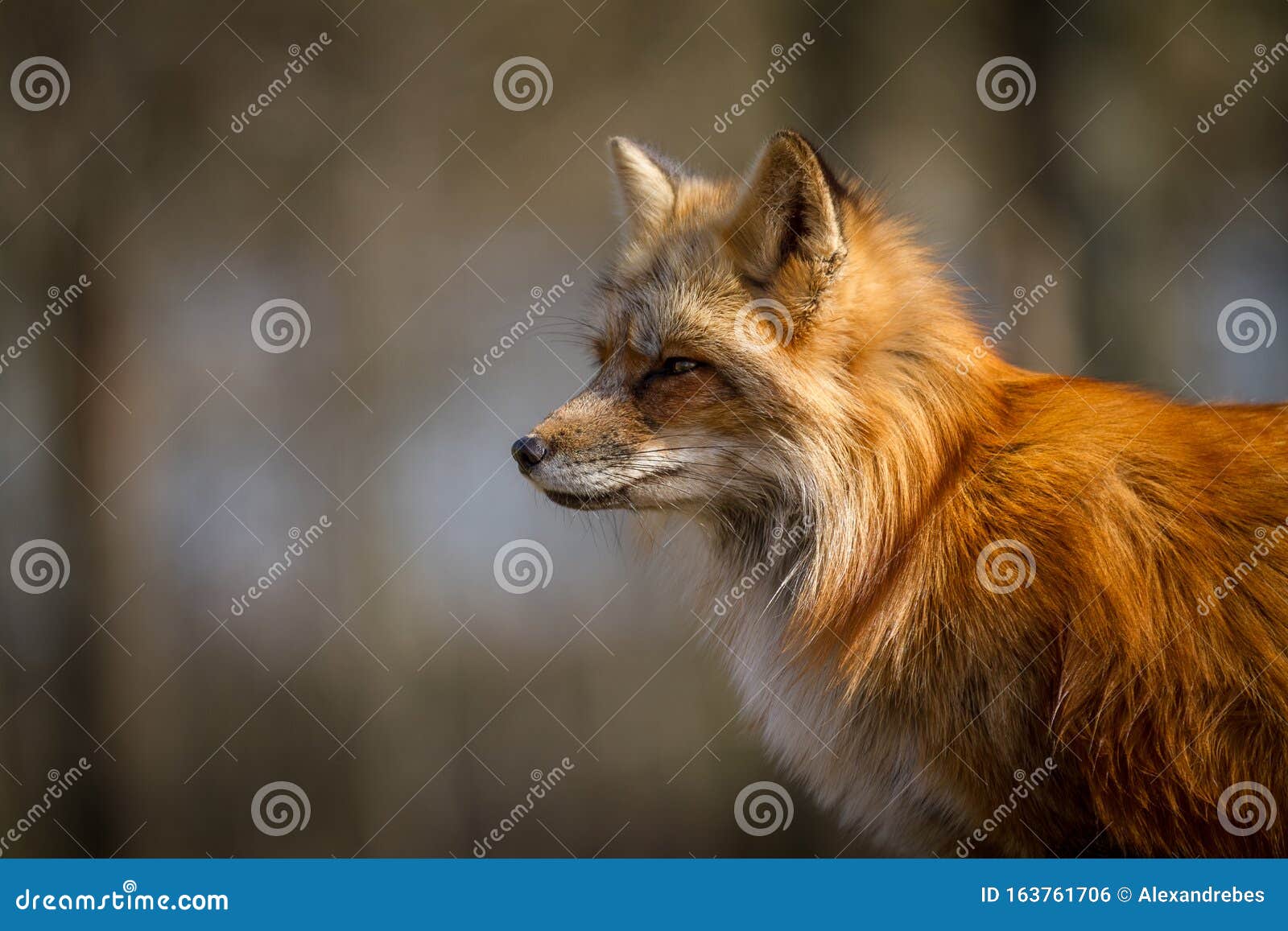 Red fox in the forest stock photo. Image of beautiful - 163761706