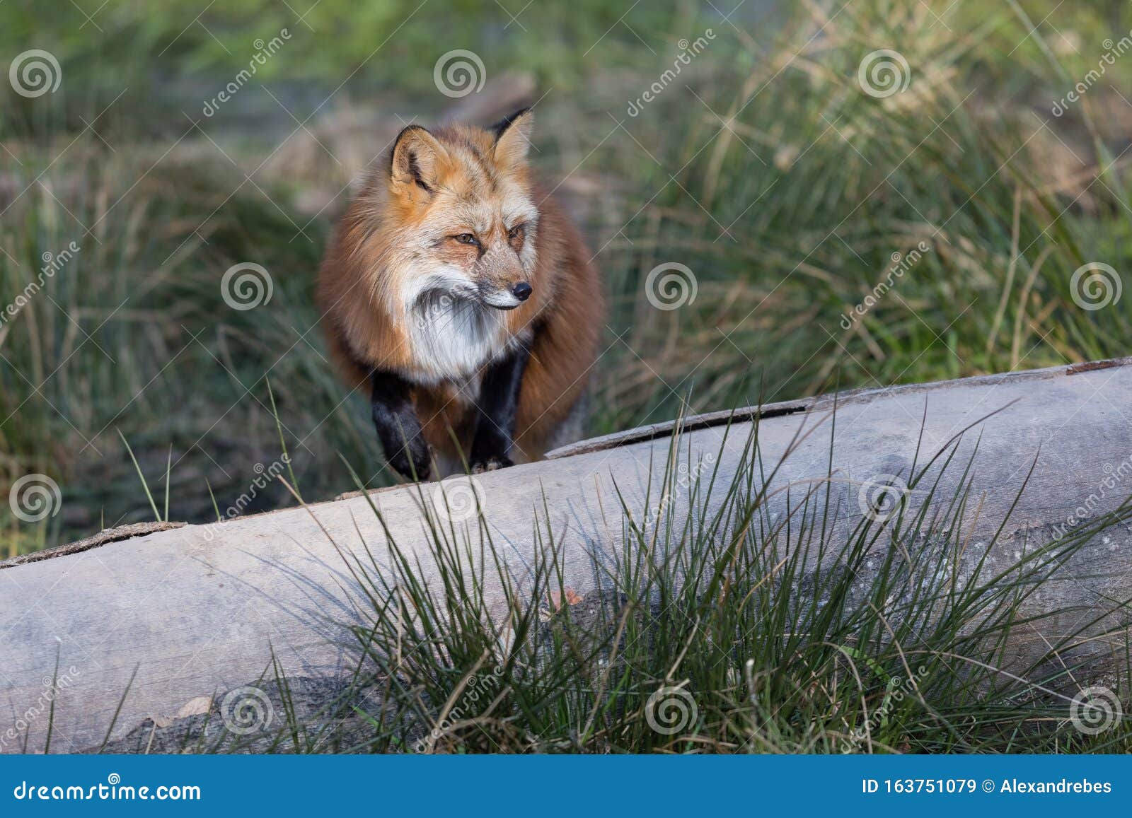 Red fox in the forest stock image. Image of animal, forest - 163751079