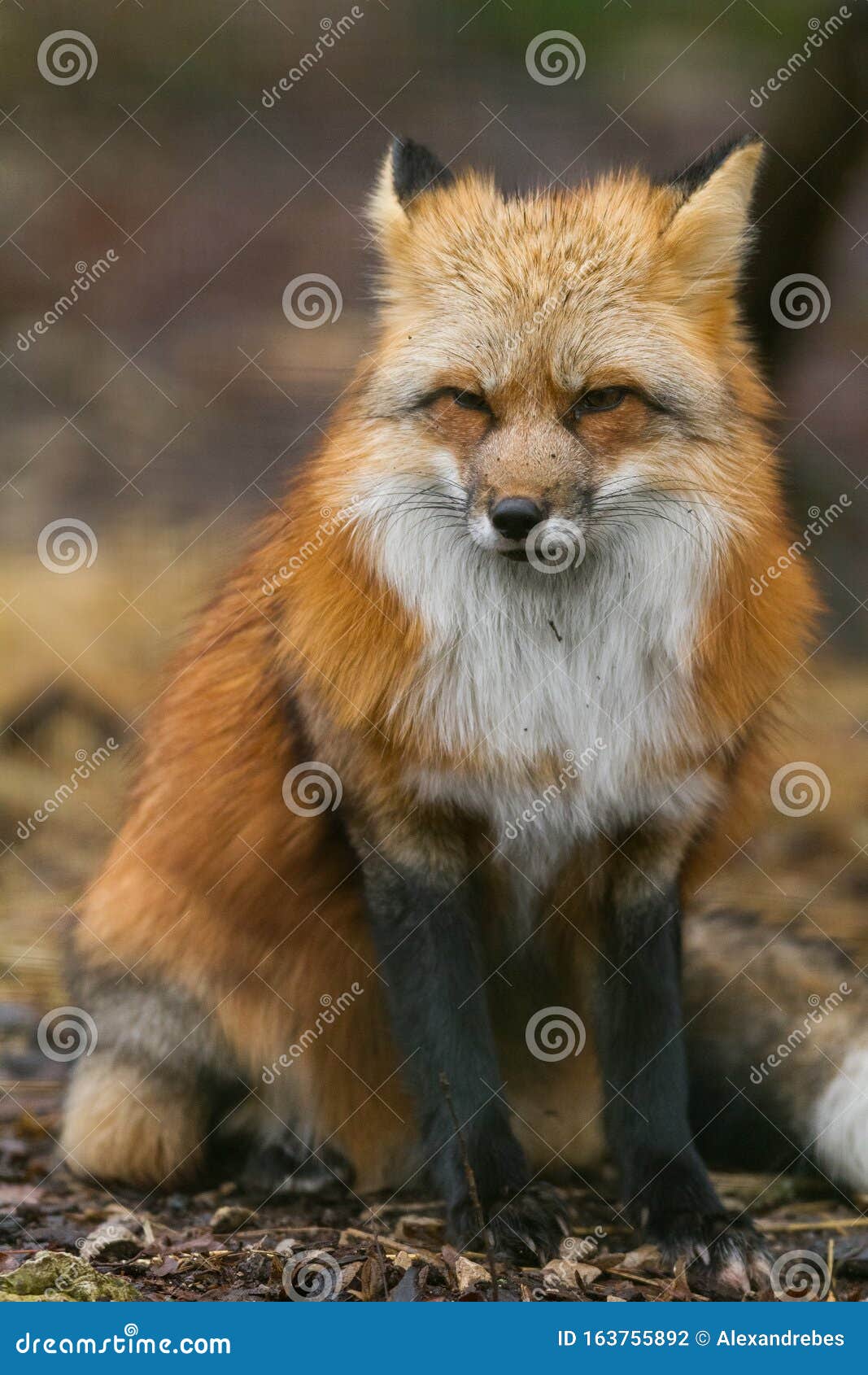 Red fox in the forest stock photo. Image of look, cold - 163755892