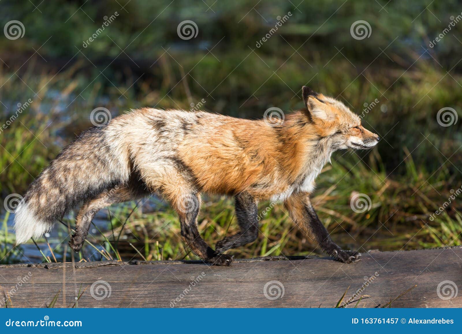 Red fox in the forest stock image. Image of predator - 163761457