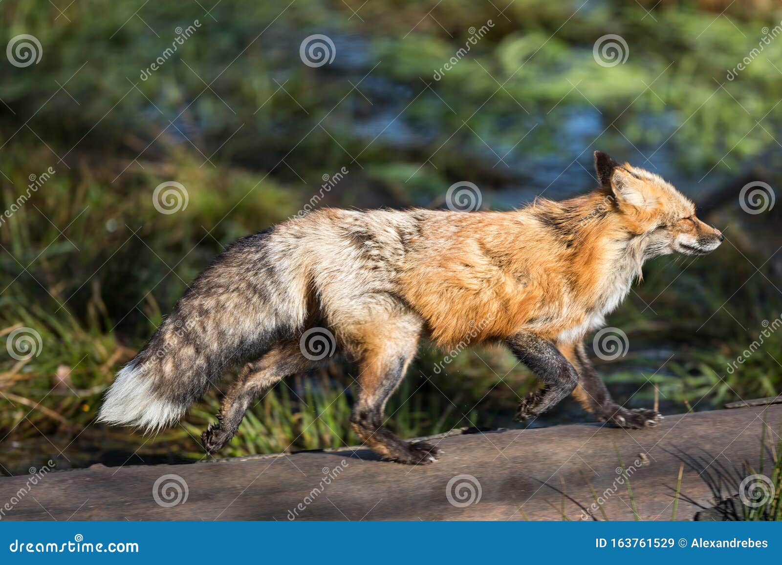 Red fox in the forest stock image. Image of cute, portrait - 163761529