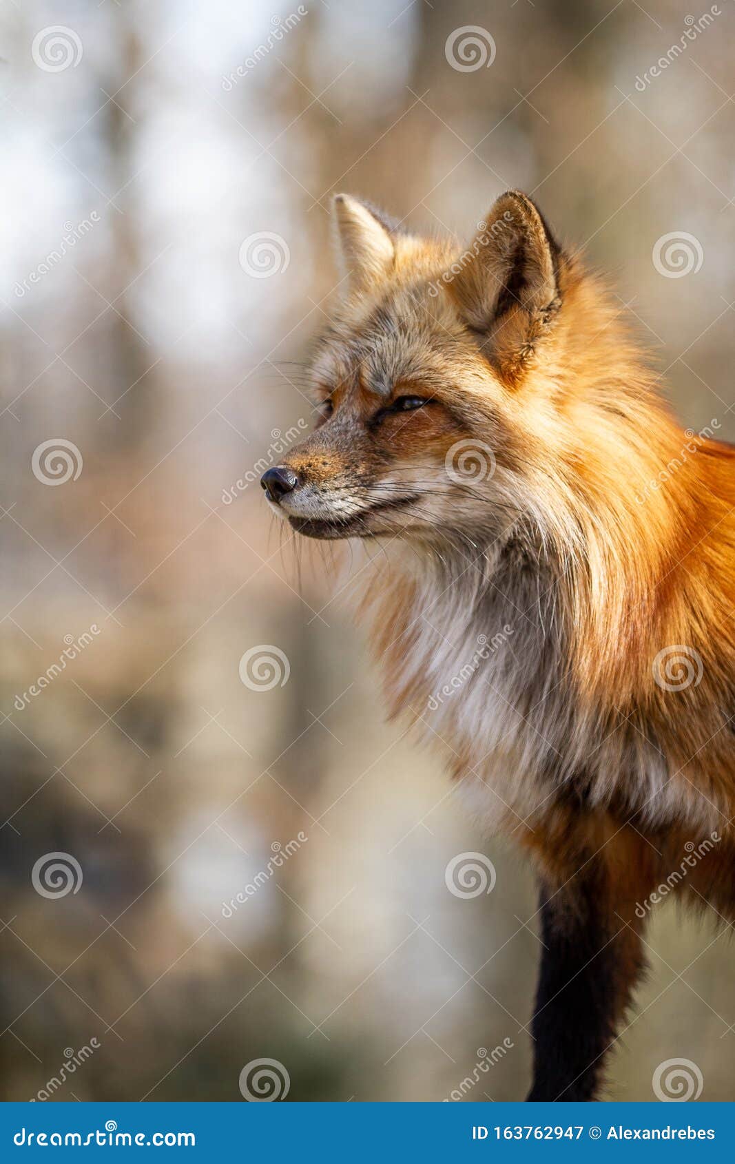 Red fox in the forest stock image. Image of head, hunter - 163762947