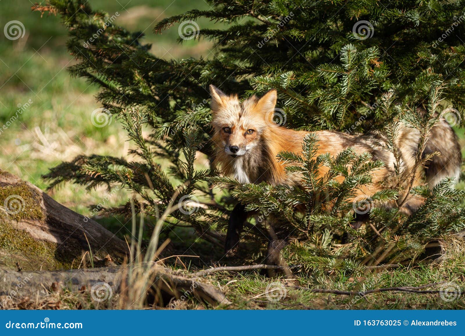 Red fox in the forest stock image. Image of carnivore - 163763025