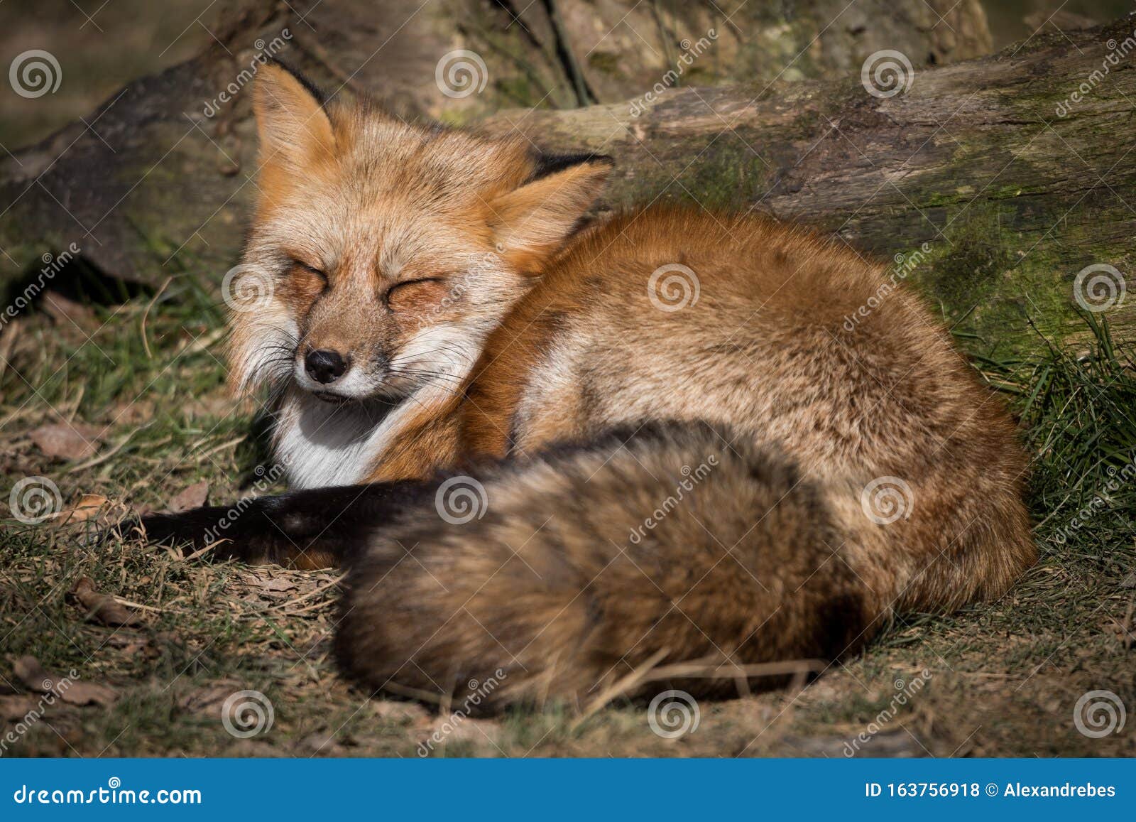 Red Fox Sleeping in the Forest Stock Photo - Image of sleeping, hunt ...