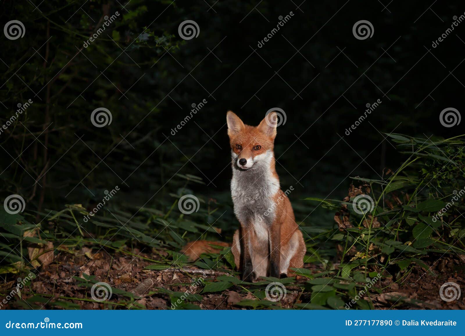 Red Fox in a Forest at Night Stock Photo - Image of woods, autumn ...