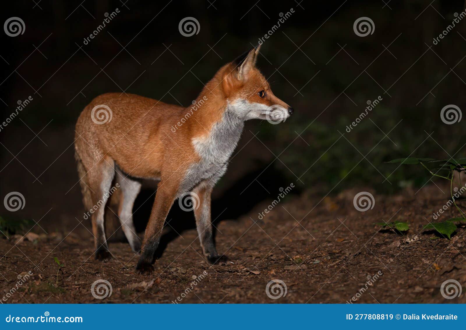 Red Fox in a Forest at Night Stock Image - Image of autumn, fall: 277808819