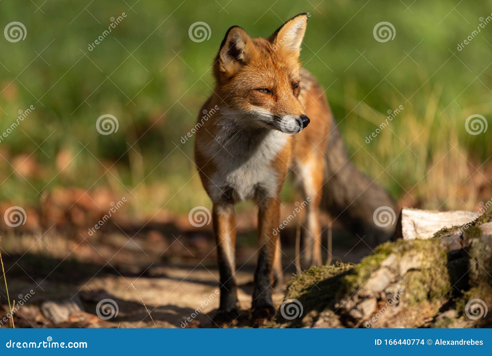 Red fox in the forest stock photo. Image of cold, head - 166440774