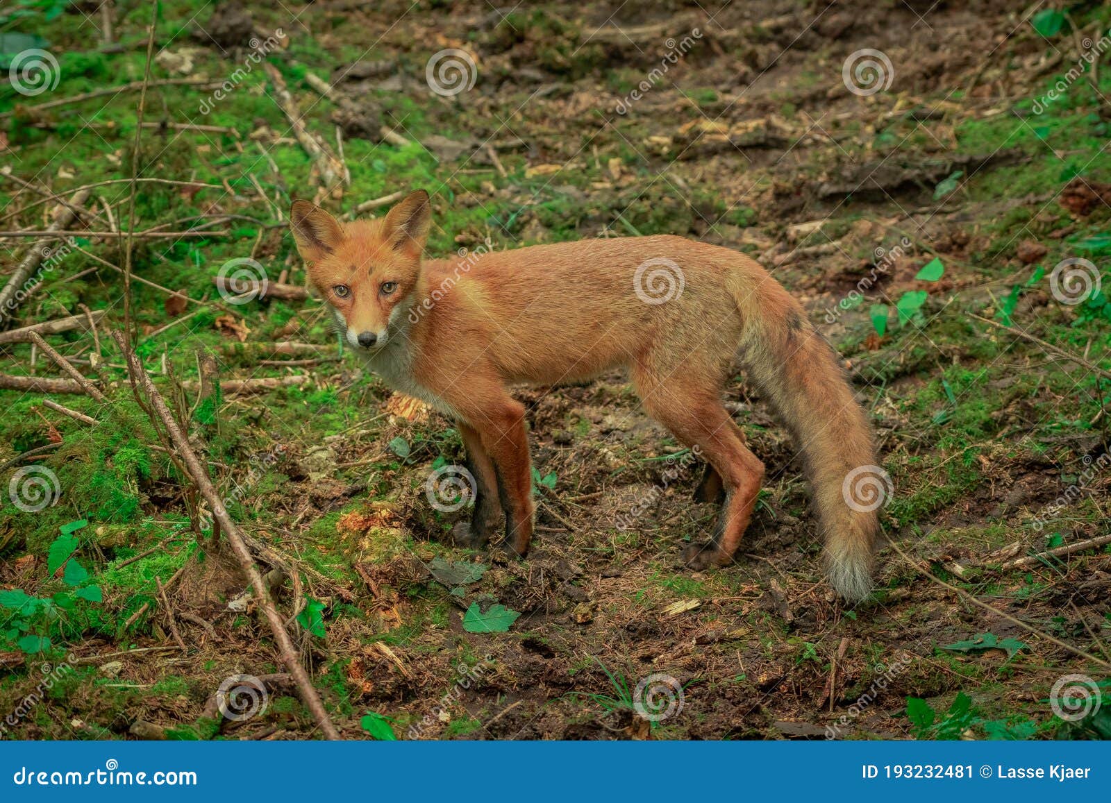 Red fox in the forest stock image. Image of forest, dusk - 193232481